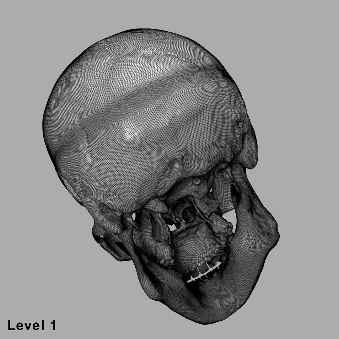 3d model human skull interior