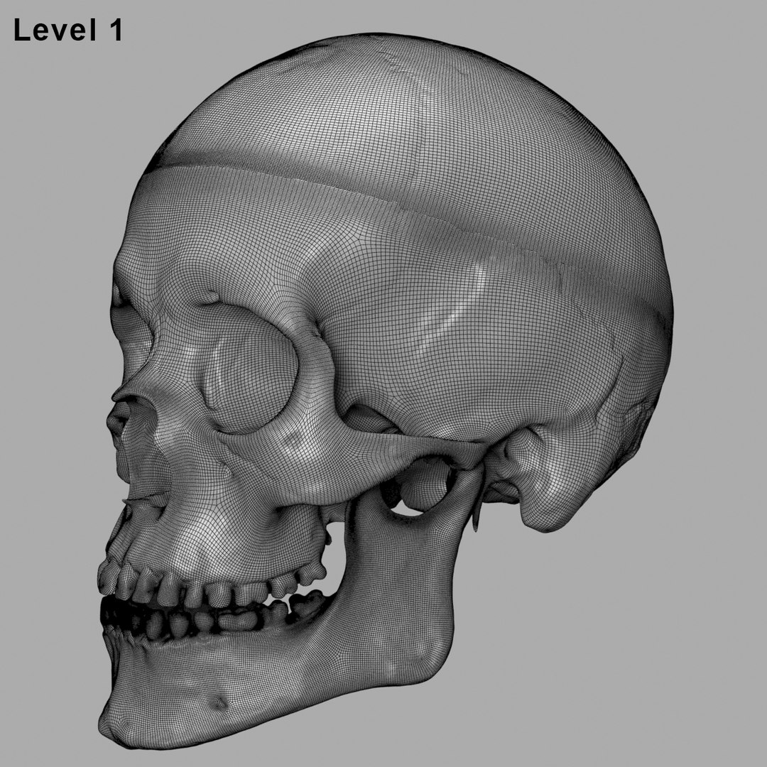 3d model human skull interior