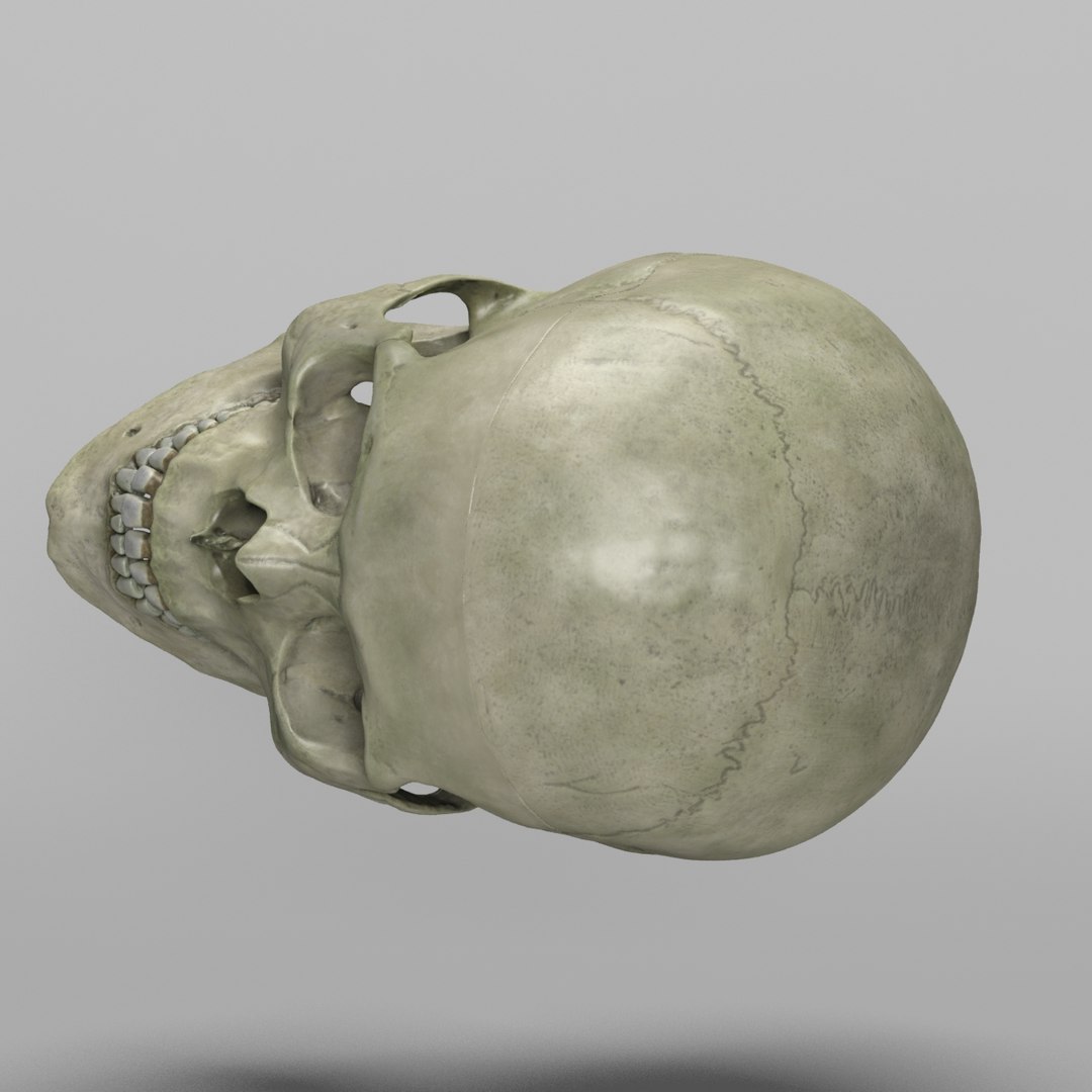3d model human skull interior