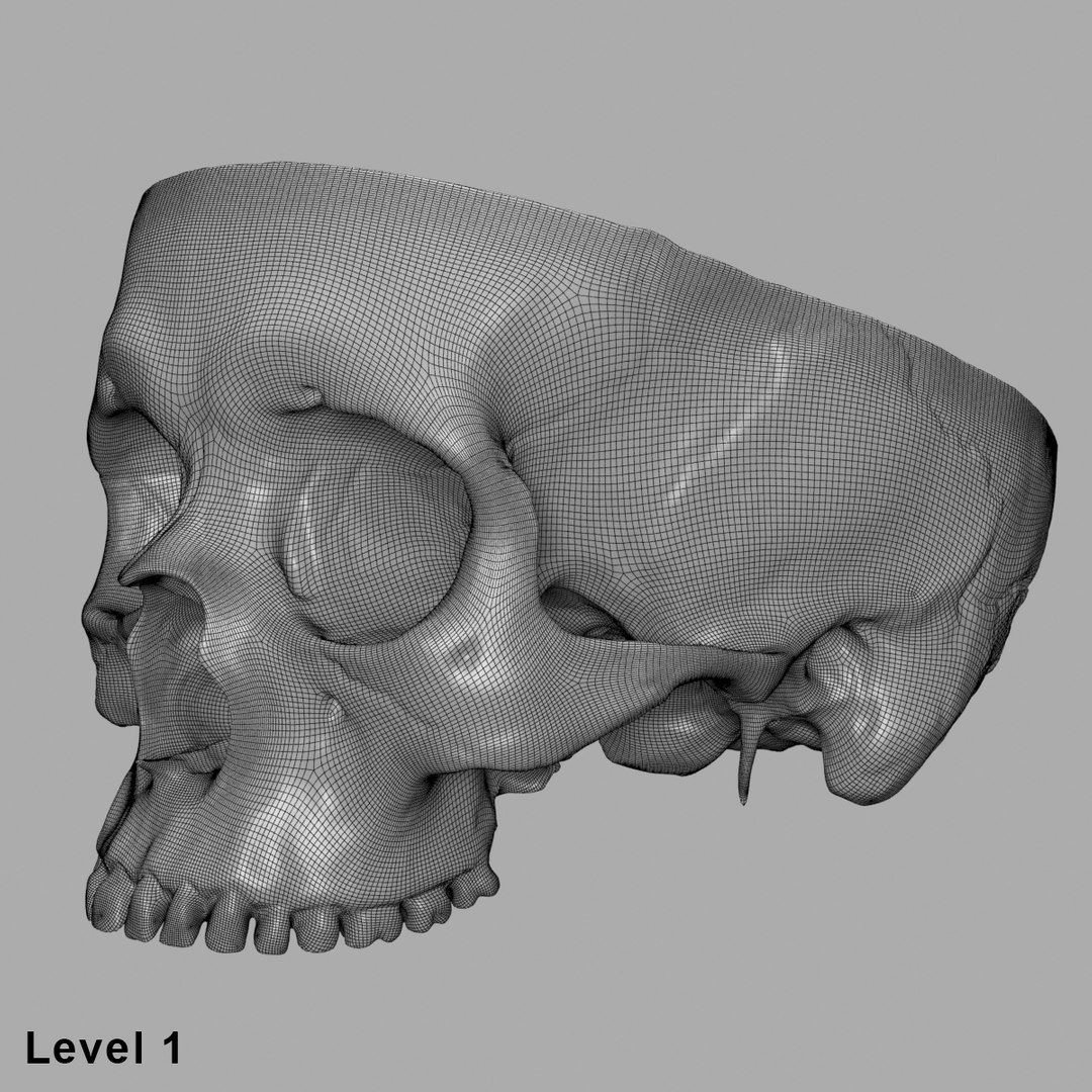 3d model human skull interior