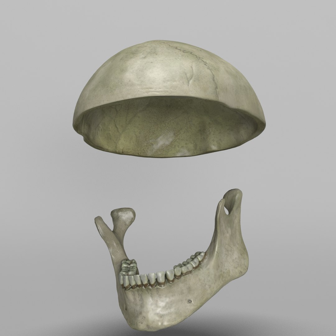 3d model human skull interior