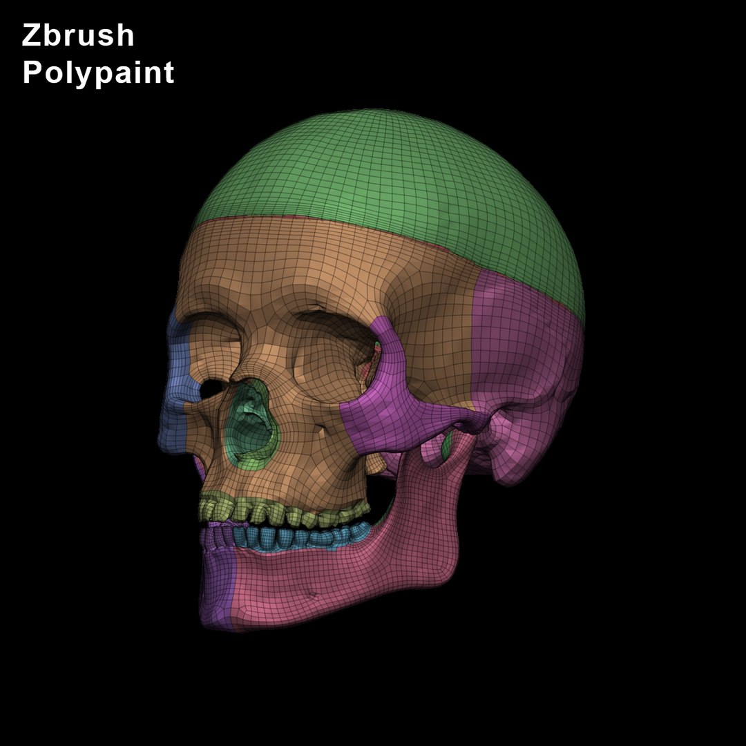 3d model human skull interior