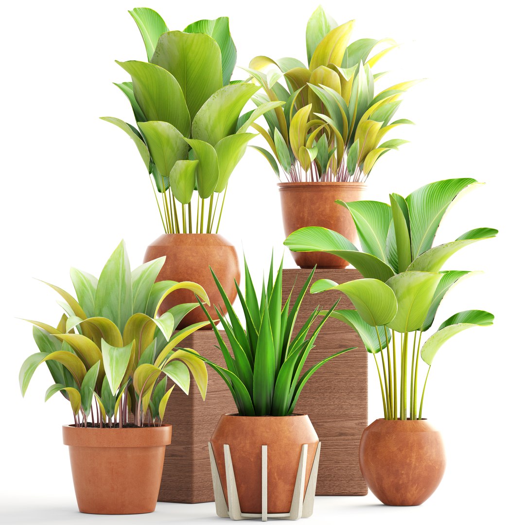 Plants Calathea Lutea Model - TurboSquid 1251806