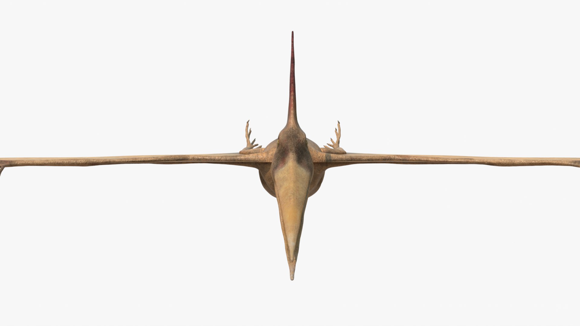 3D 4K Realistic Pteranodon model - TurboSquid 2074362