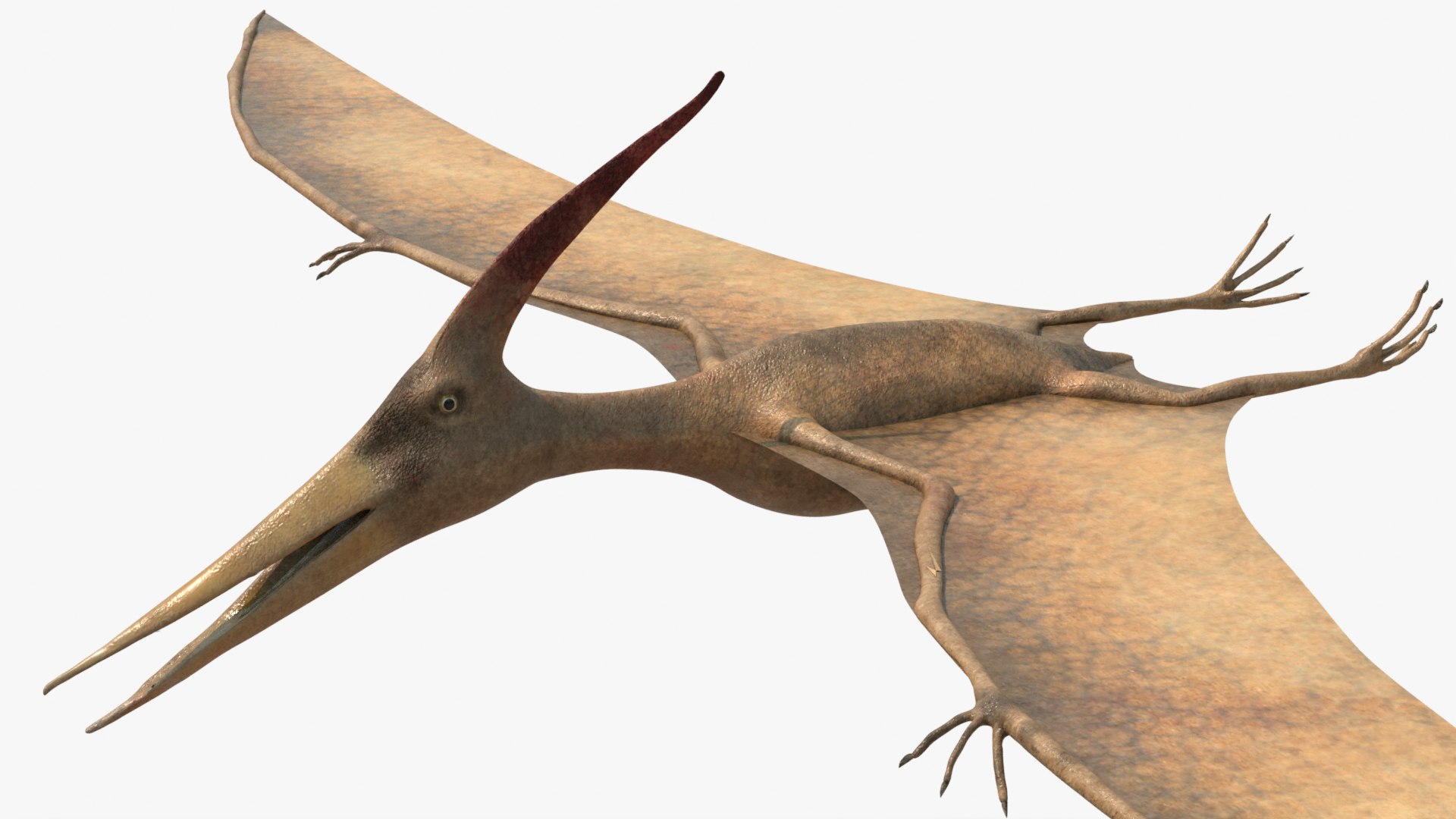 3D 4K Realistic Pteranodon model - TurboSquid 2074362