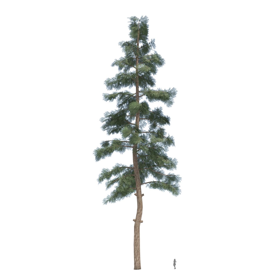 Evergreen Tall Tree Forest 3D Model - TurboSquid 2054216