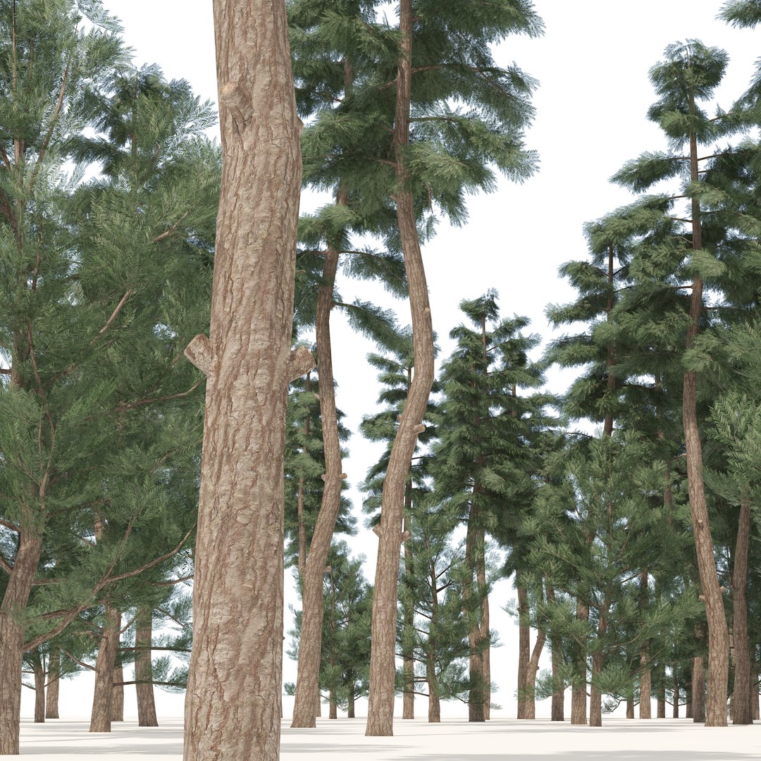 Evergreen Tall Tree Forest 3D Model - TurboSquid 2054216