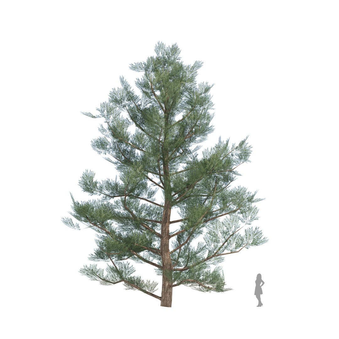 Evergreen Tall Tree Forest 3D Model - TurboSquid 2054216