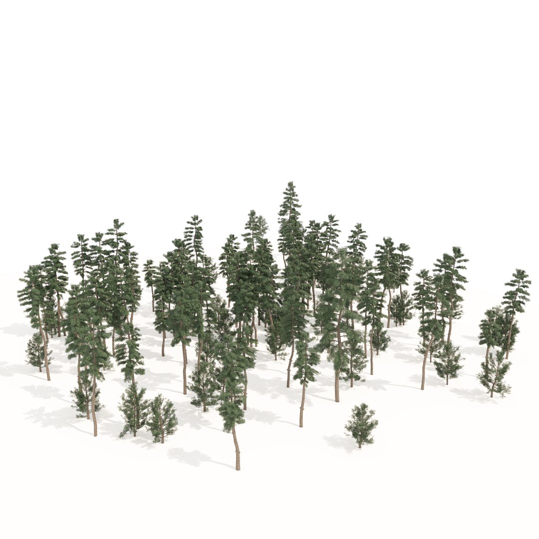 Evergreen tall tree forest 3D model - TurboSquid 2054216