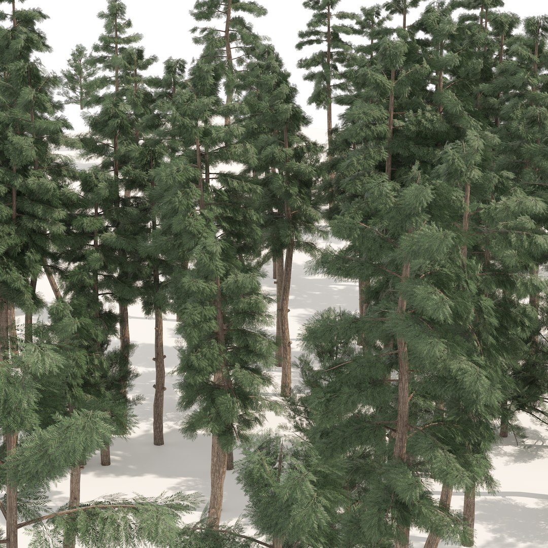 Evergreen Tall Tree Forest 3D Model - TurboSquid 2054216