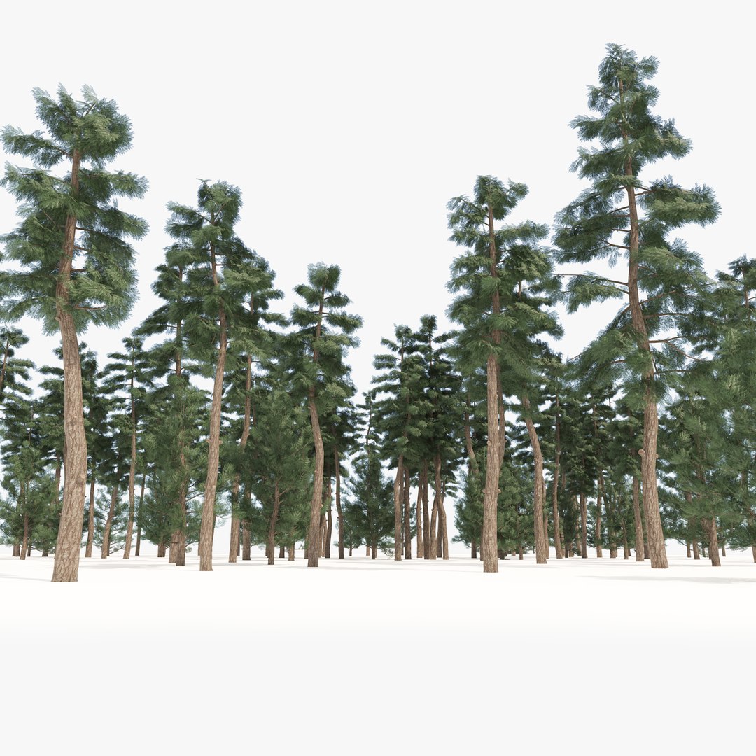 Evergreen Tall Tree Forest 3D Model - TurboSquid 2054216