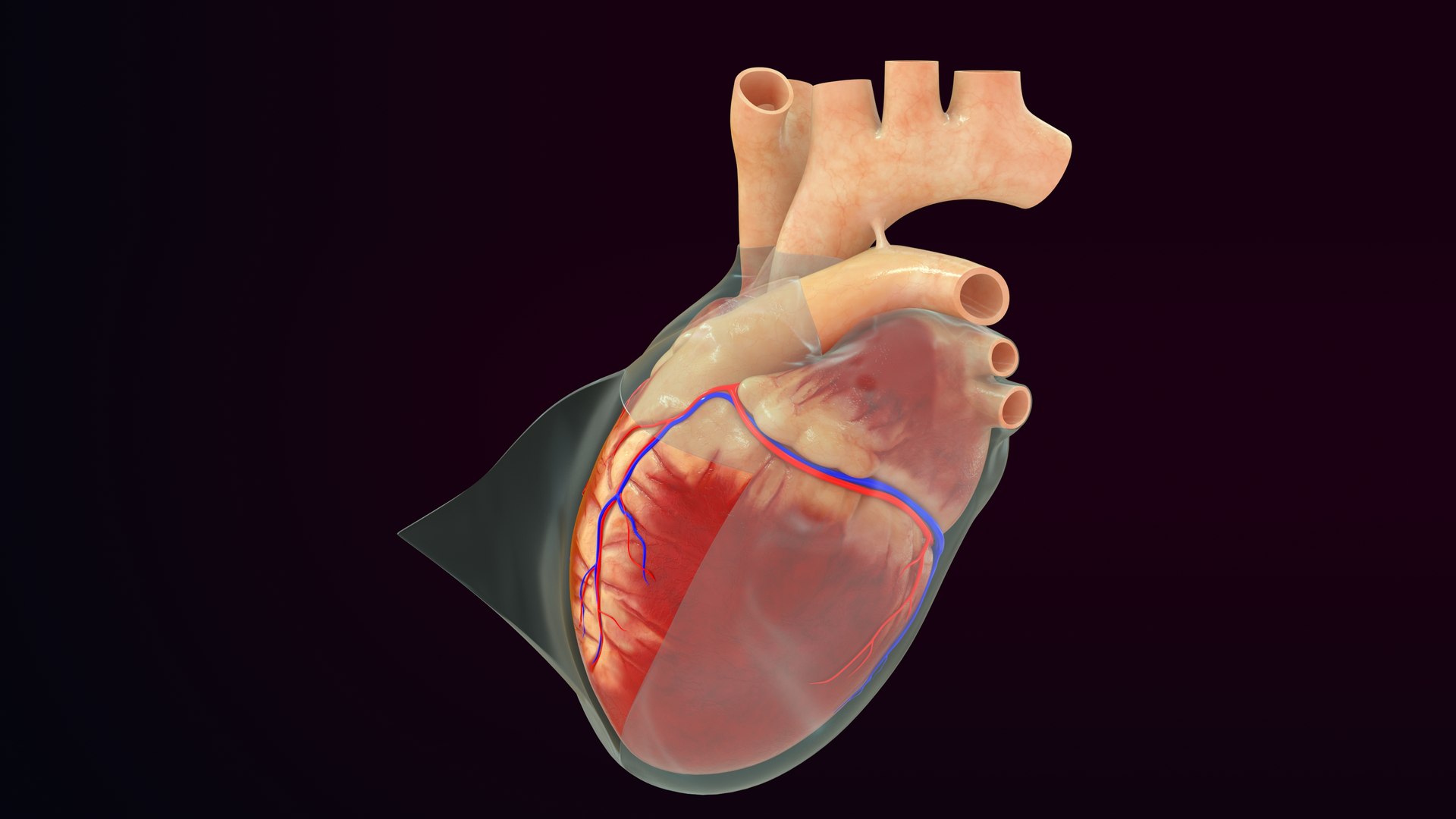 Human Heart With Pericardium Layer 3D Model - TurboSquid 2186703