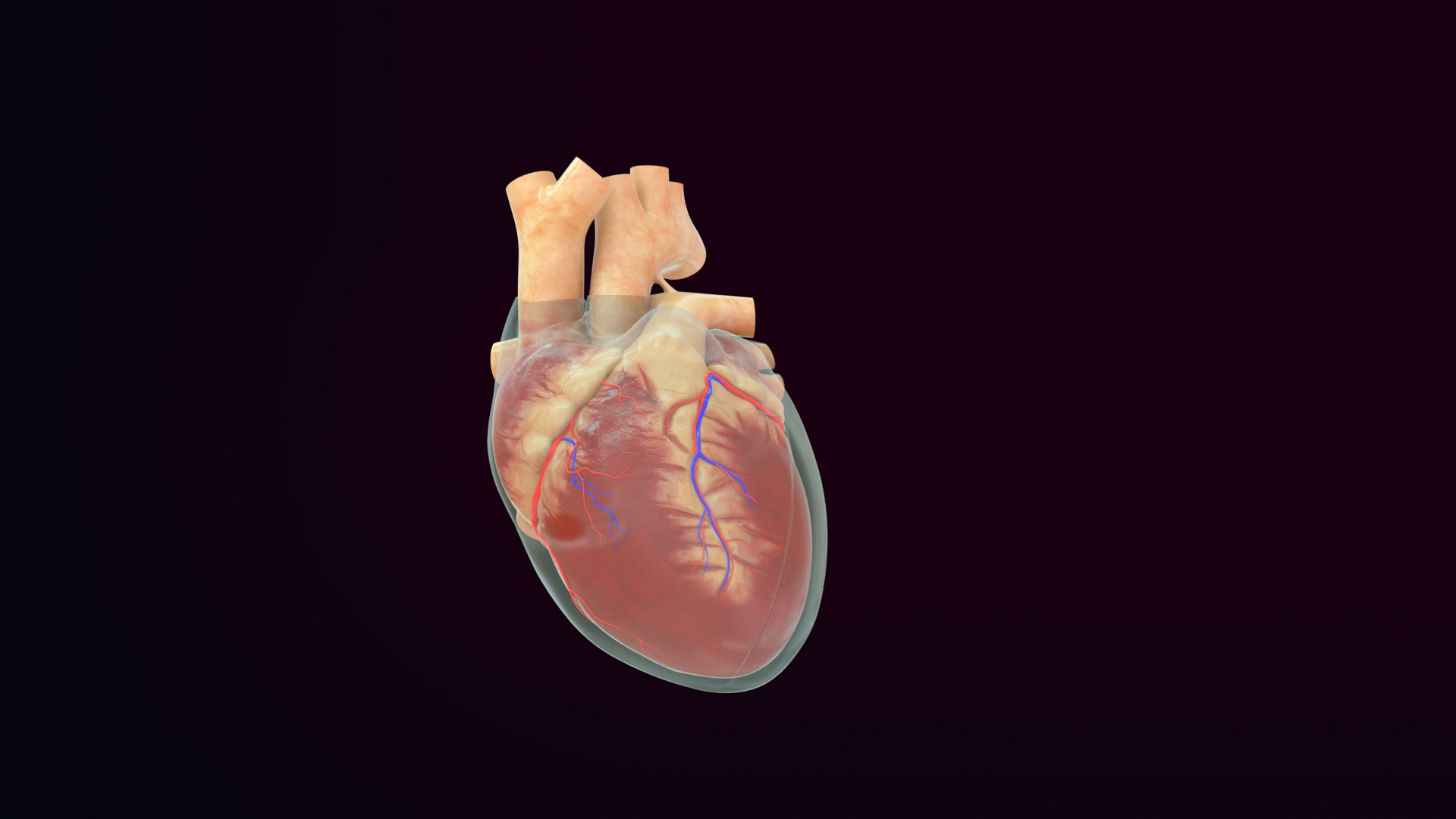 Human Heart With Pericardium Layer 3D Model - TurboSquid 2186703