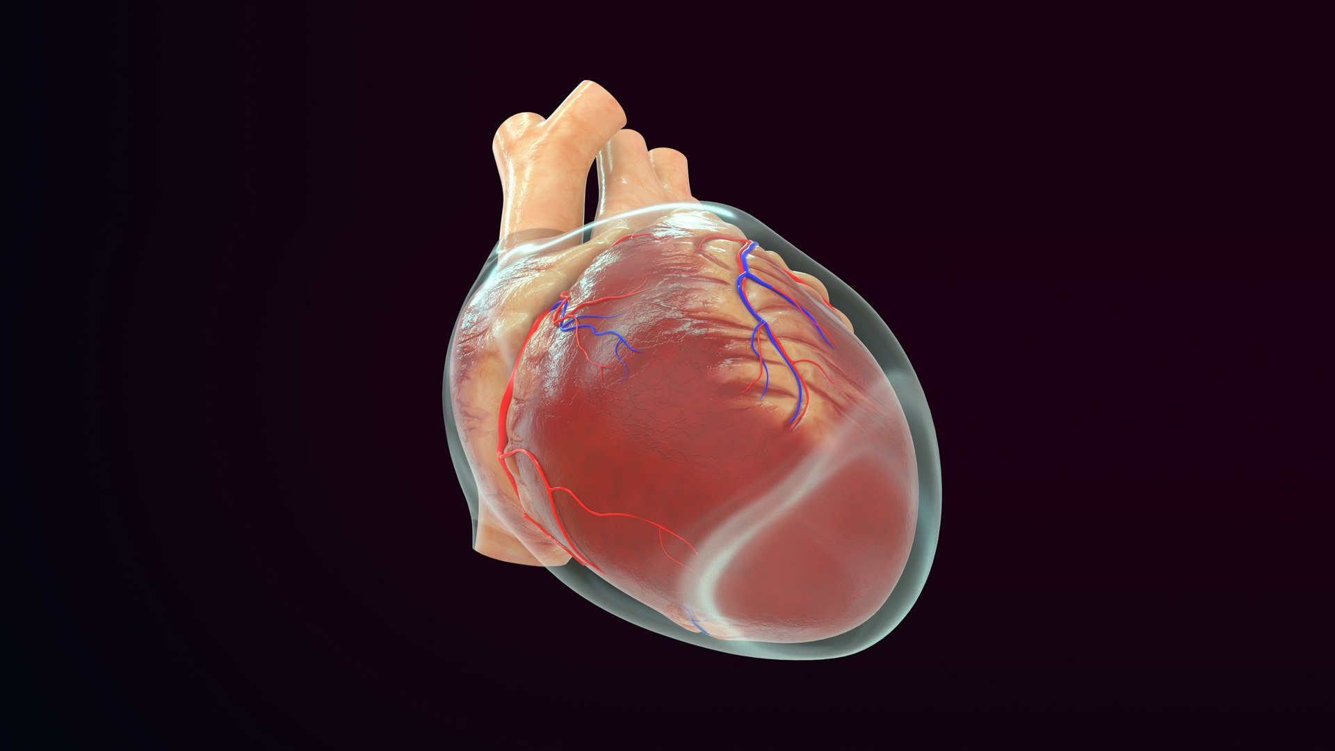 Human Heart With Pericardium Layer 3D Model - TurboSquid 2186703