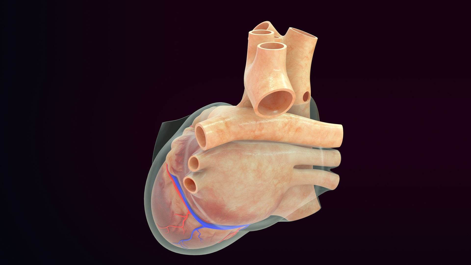 Human Heart With Pericardium Layer 3D Model - TurboSquid 2186703