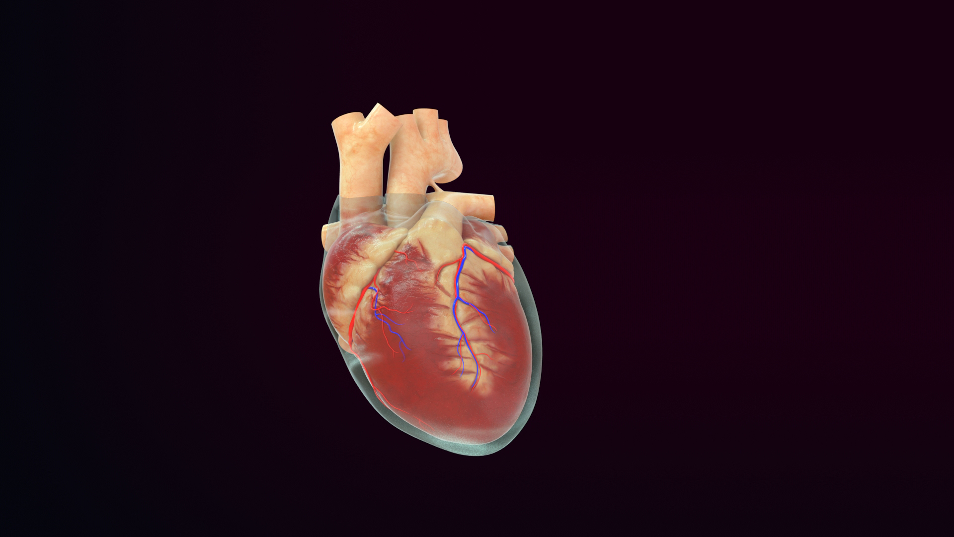 Human Heart With Pericardium Layer 3D Model - TurboSquid 2186703