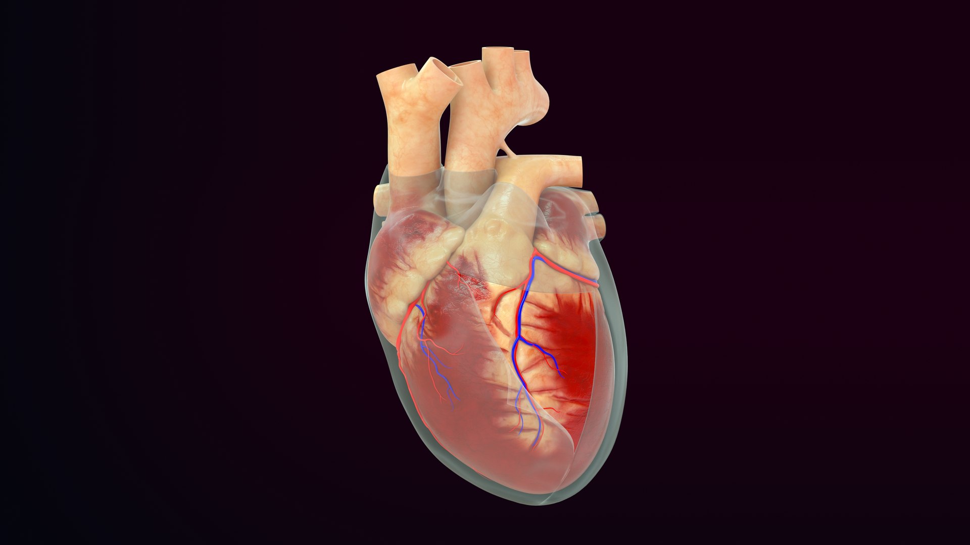 Human Heart With Pericardium Layer 3D Model - TurboSquid 2186703