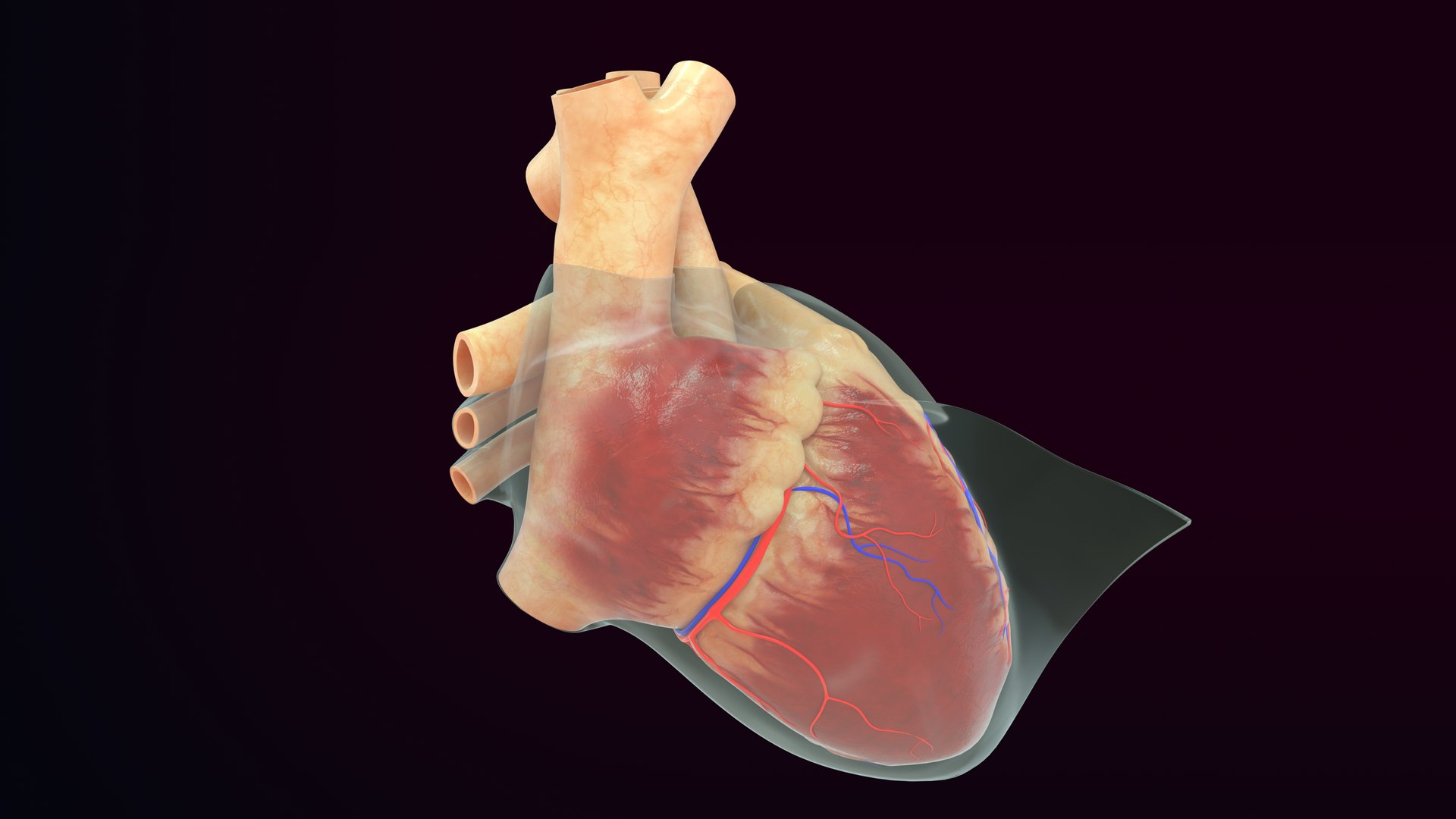 Human Heart With Pericardium Layer 3D Model - TurboSquid 2186703