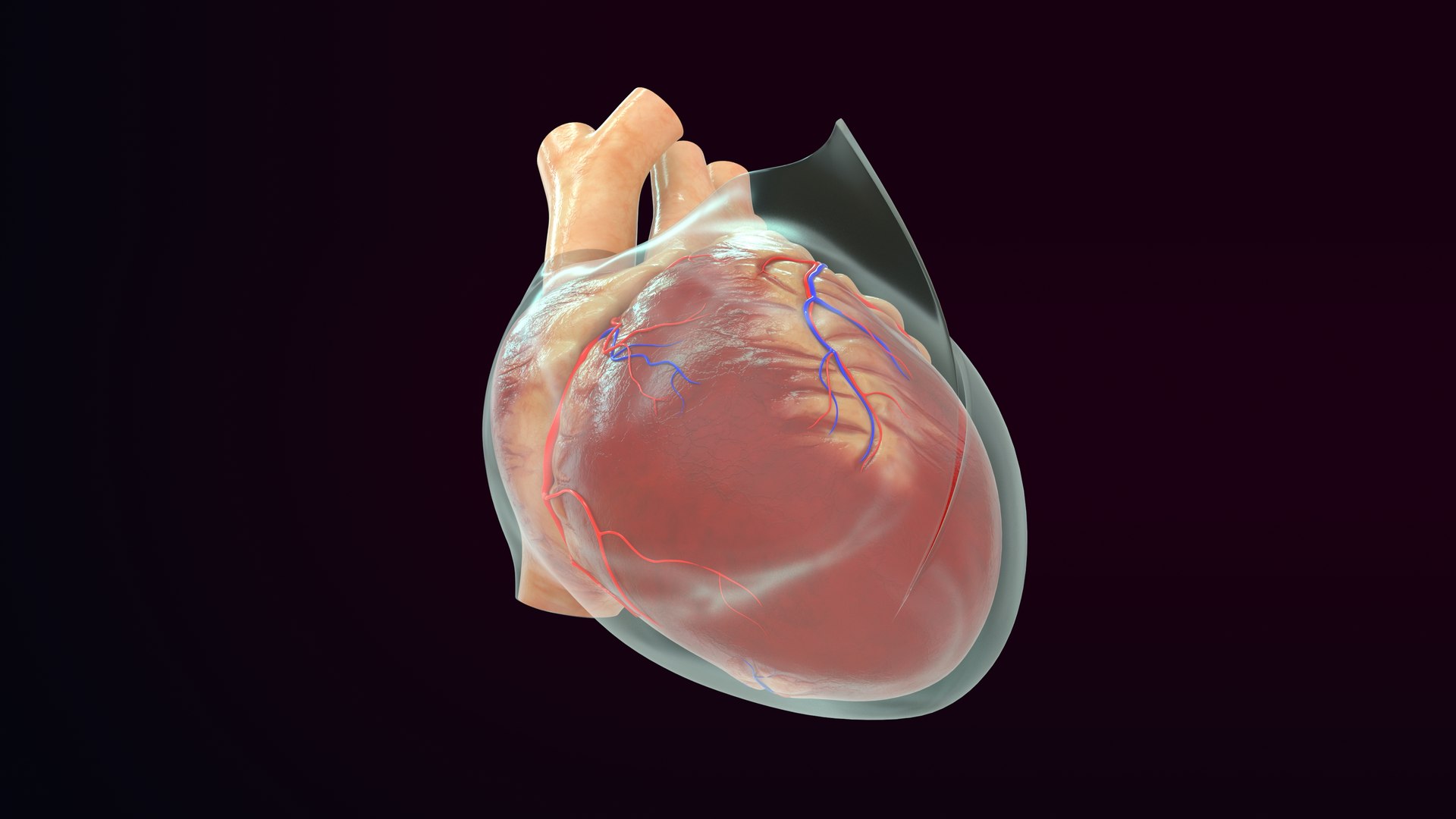 Human Heart With Pericardium Layer 3D Model - TurboSquid 2186703