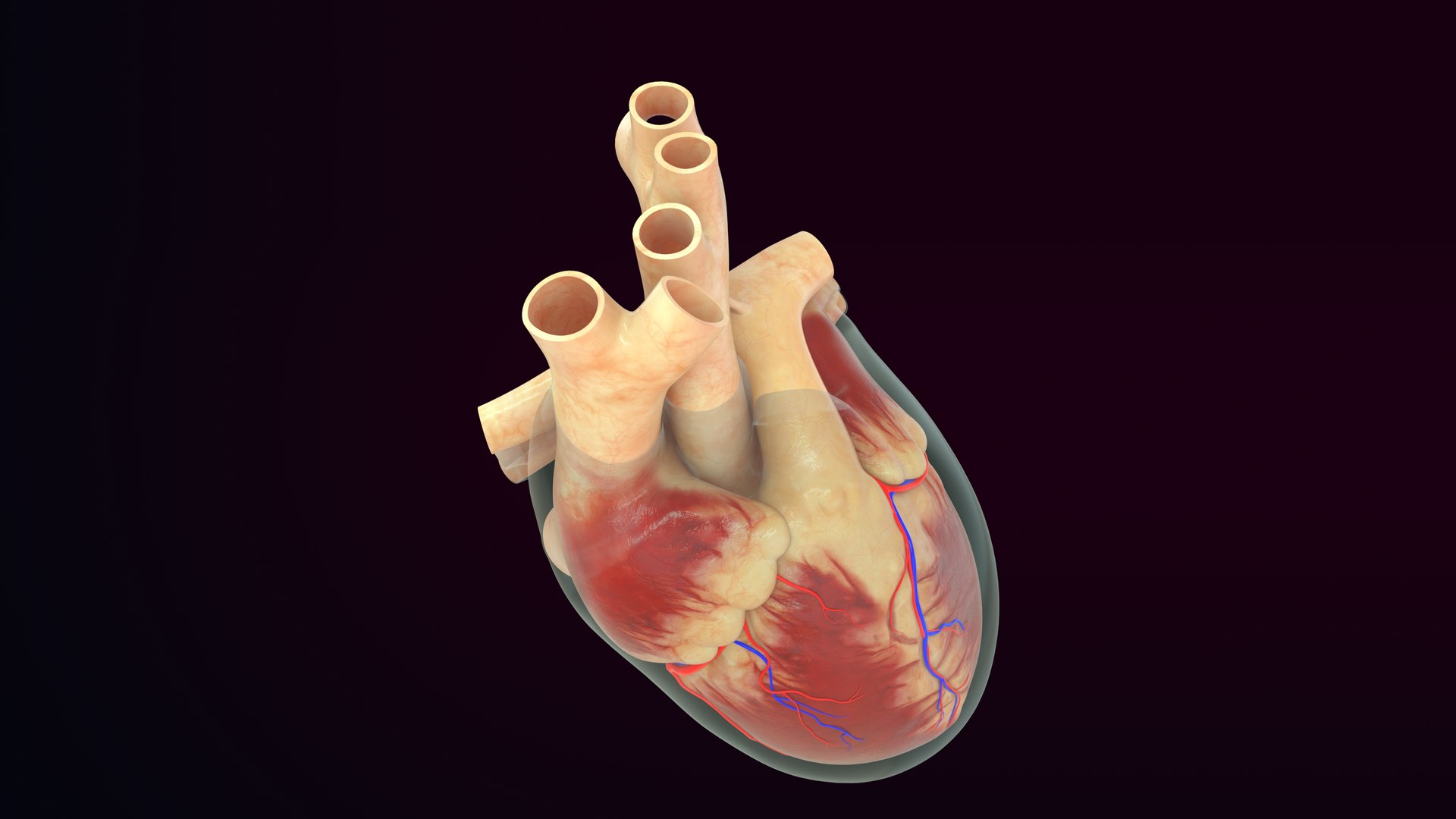 Human Heart With Pericardium Layer 3D Model - TurboSquid 2186703
