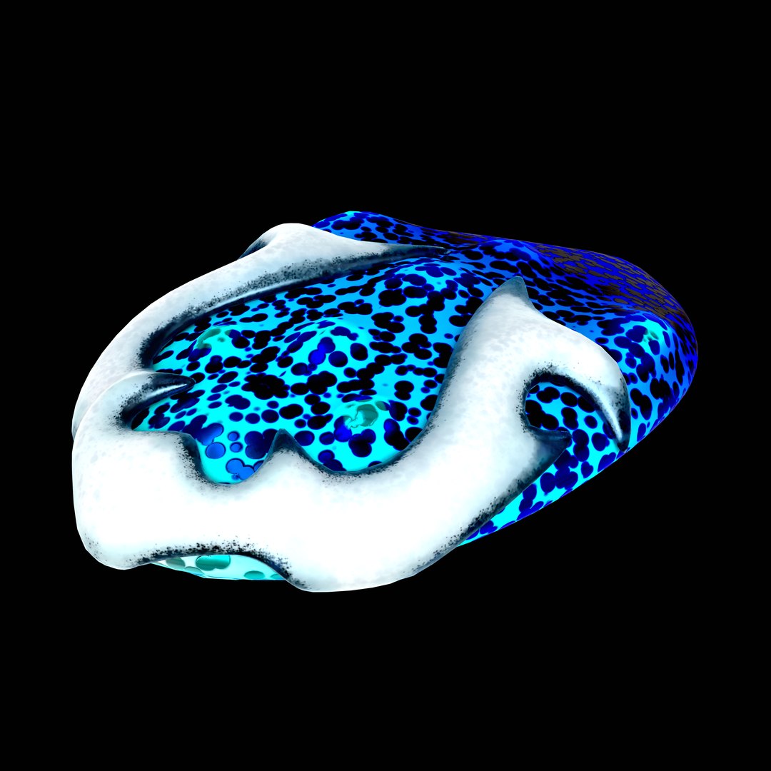 Fat-bellied Blue Whale 3D Model - TurboSquid 2426465