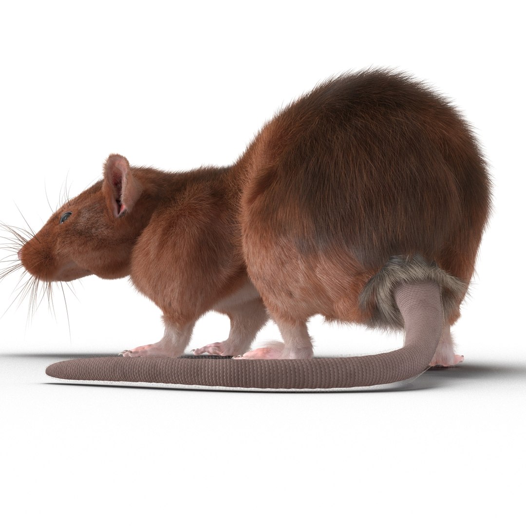 3d Model Rat 2 Pose 5