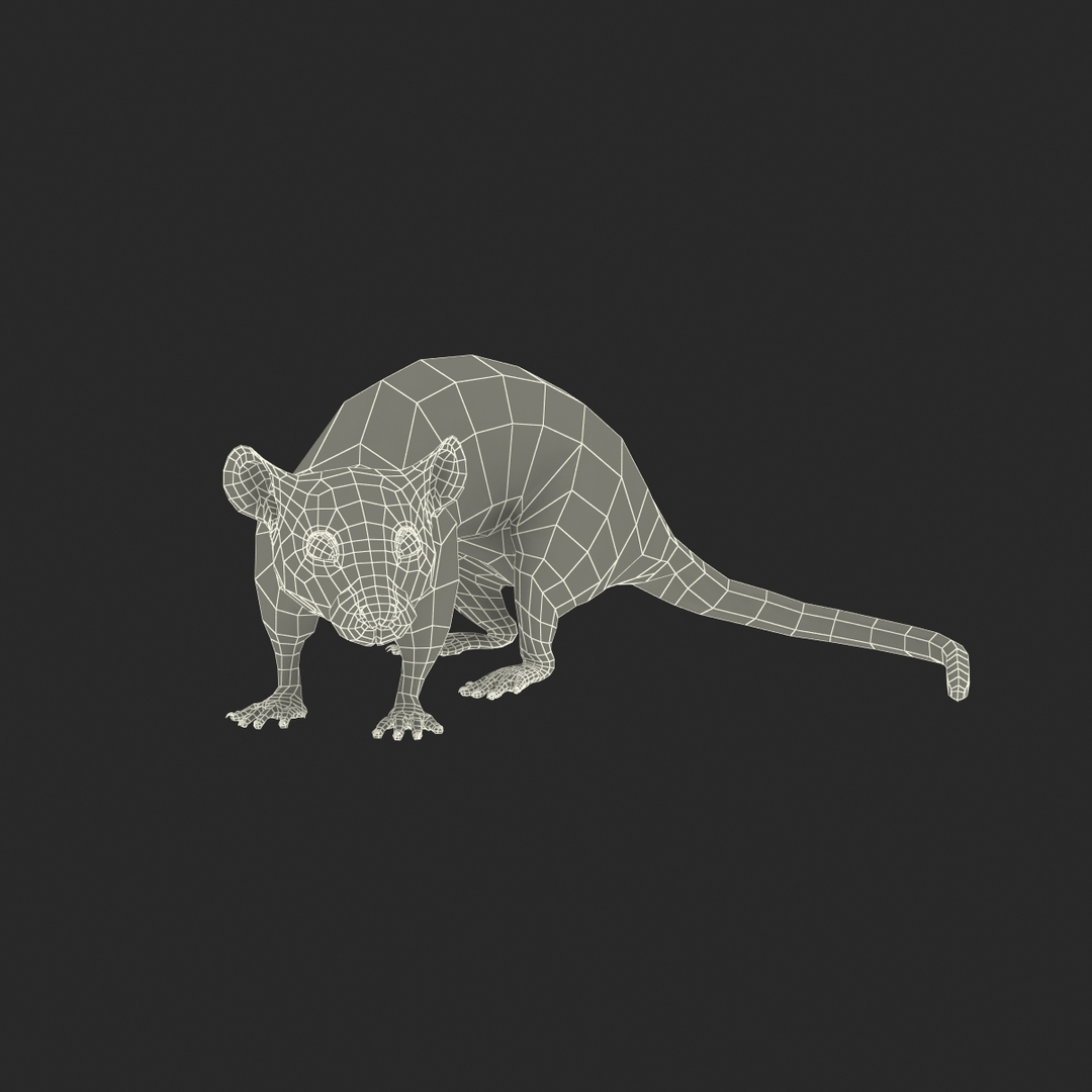 3d Model Rat 2 Pose 5