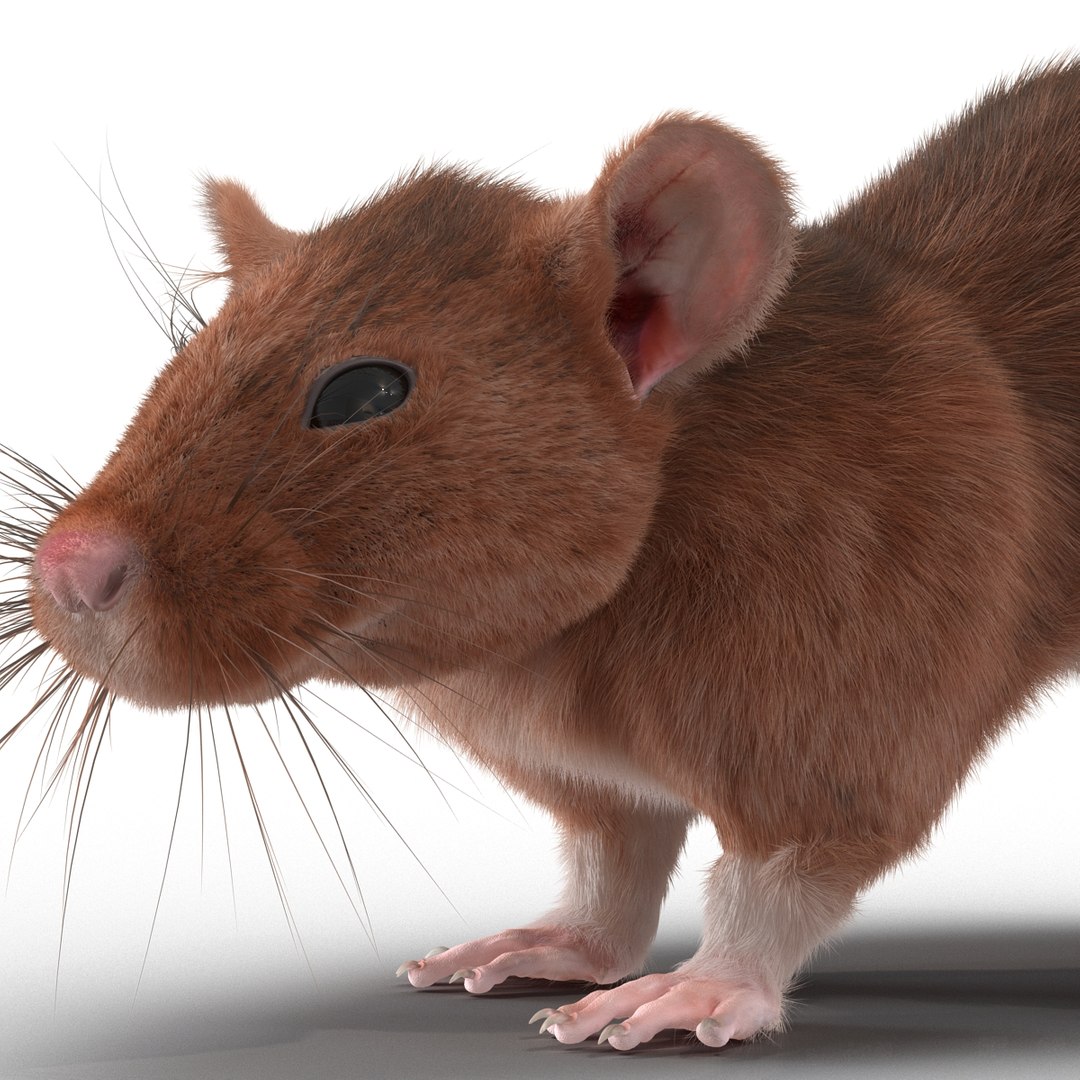 3d Model Rat 2 Pose 5