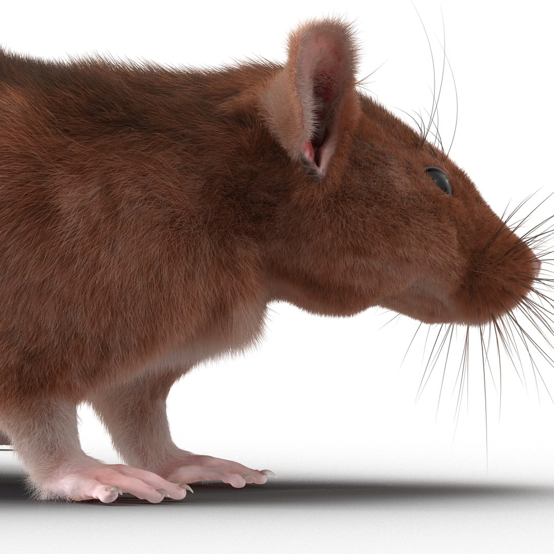 3d Model Rat 2 Pose 5