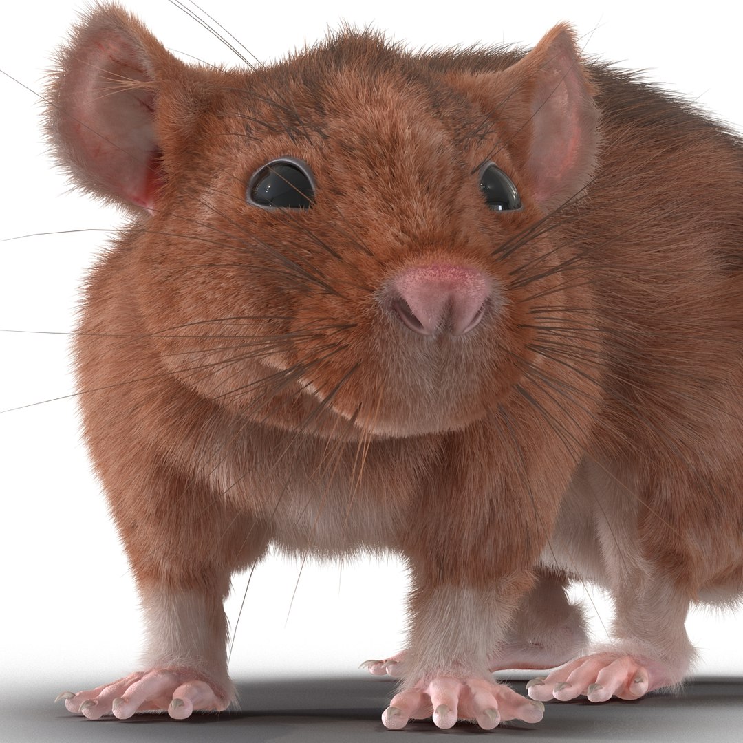 3d Model Rat 2 Pose 5