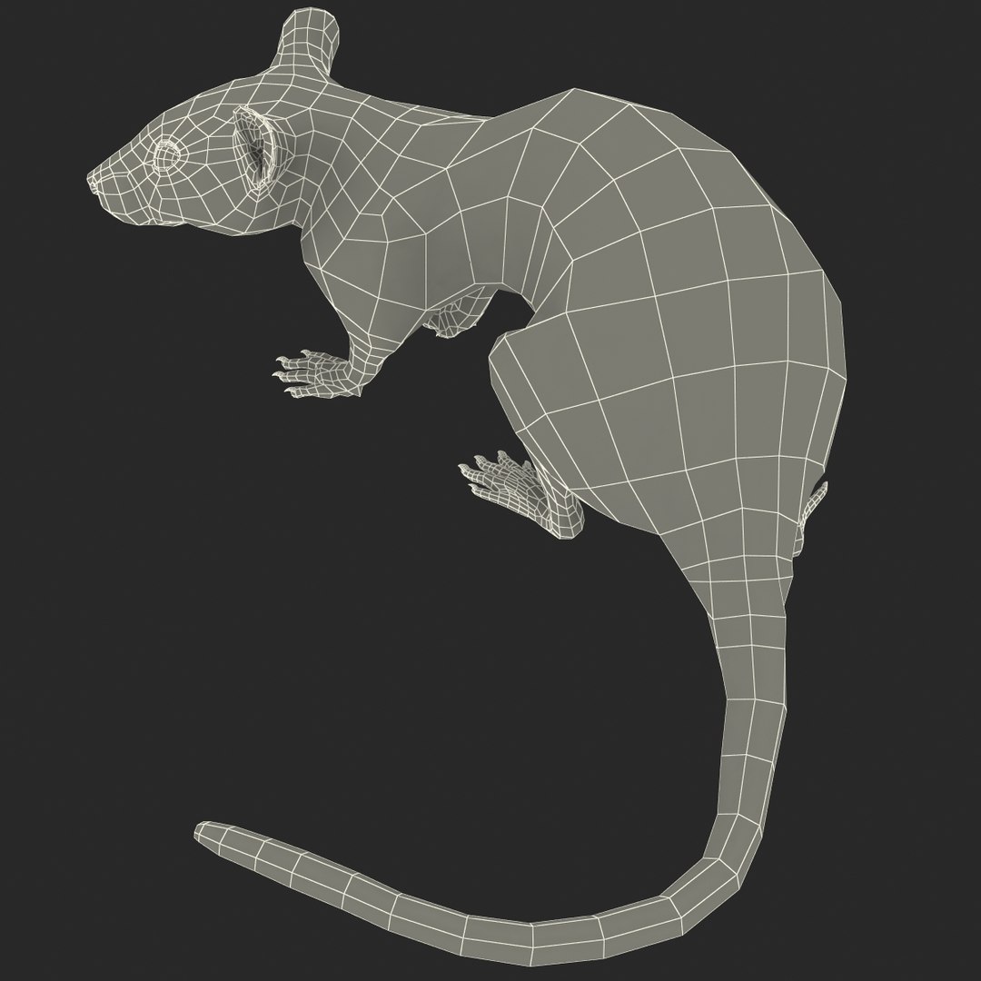 3d Model Rat 2 Pose 5