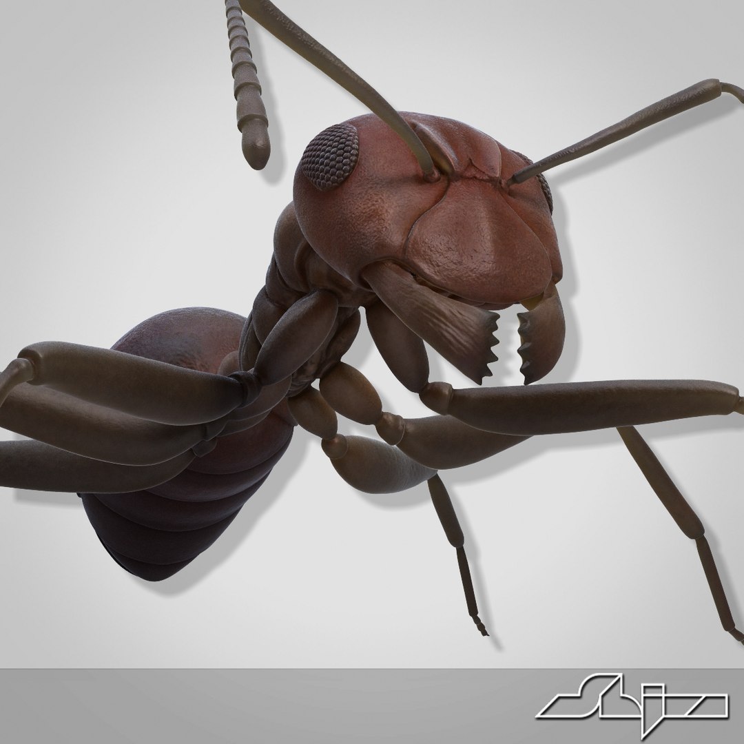 3ds Ant Modeled