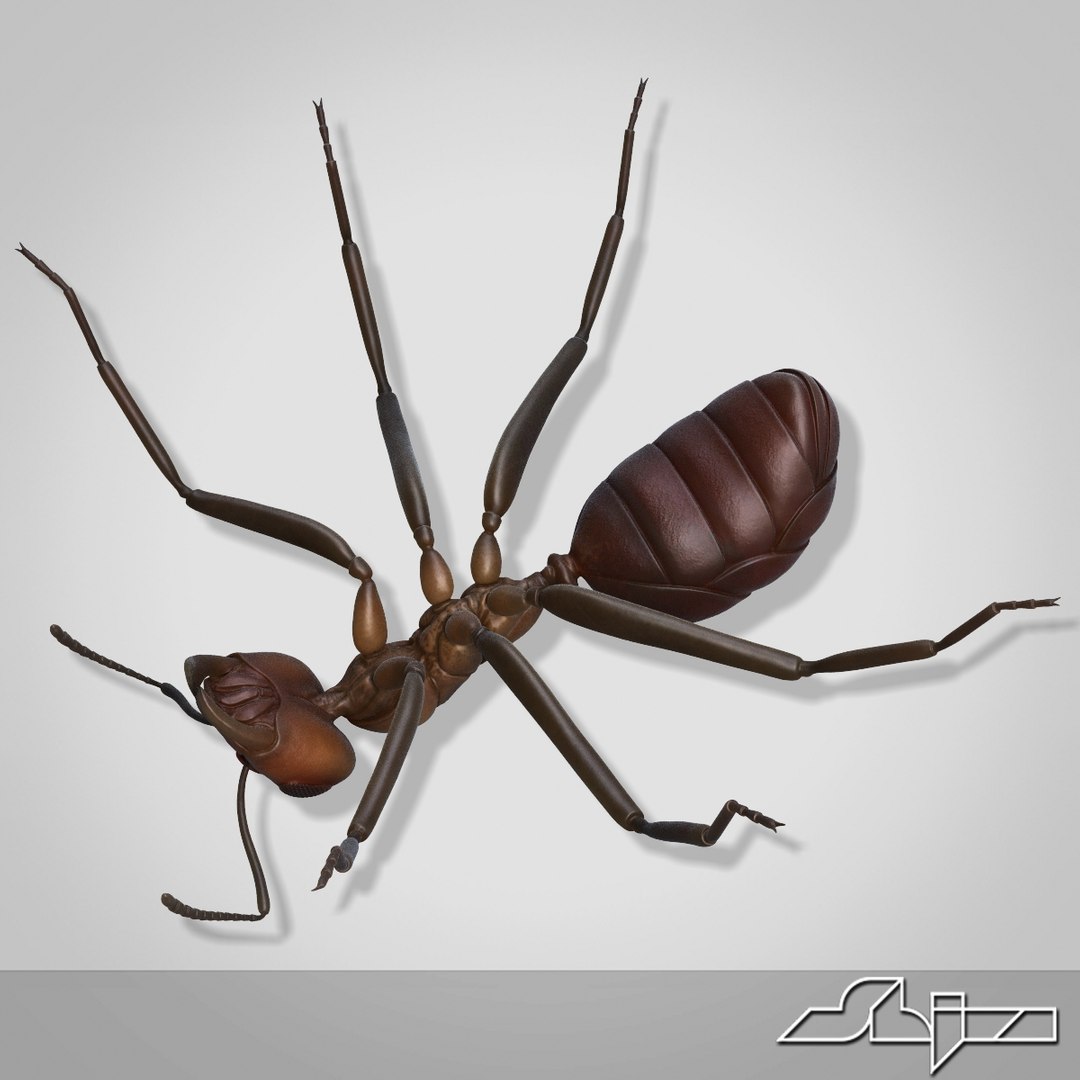 3ds Ant Modeled