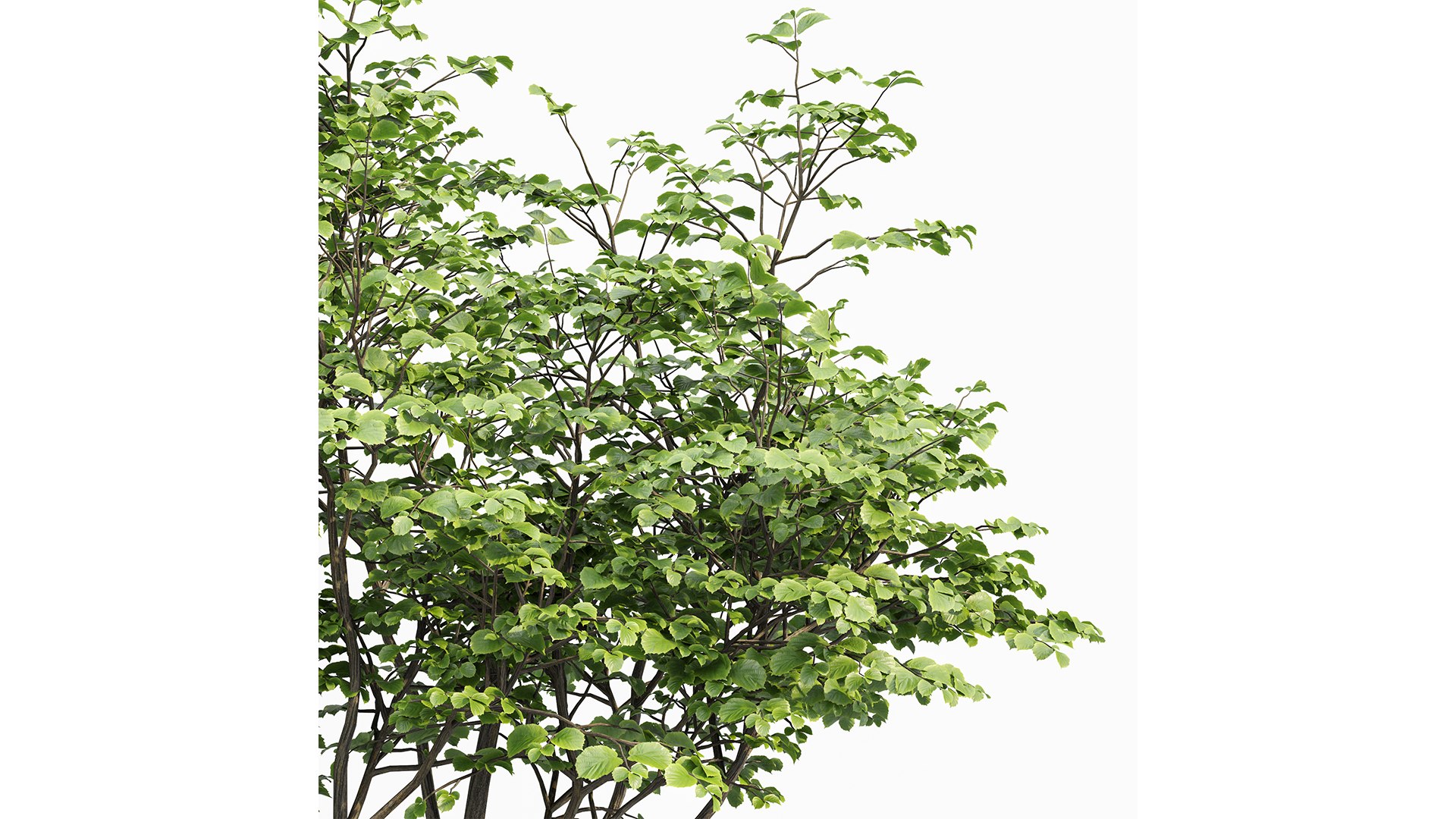 Carpinus Betulus and Hazel leave 3D - TurboSquid 2148727
