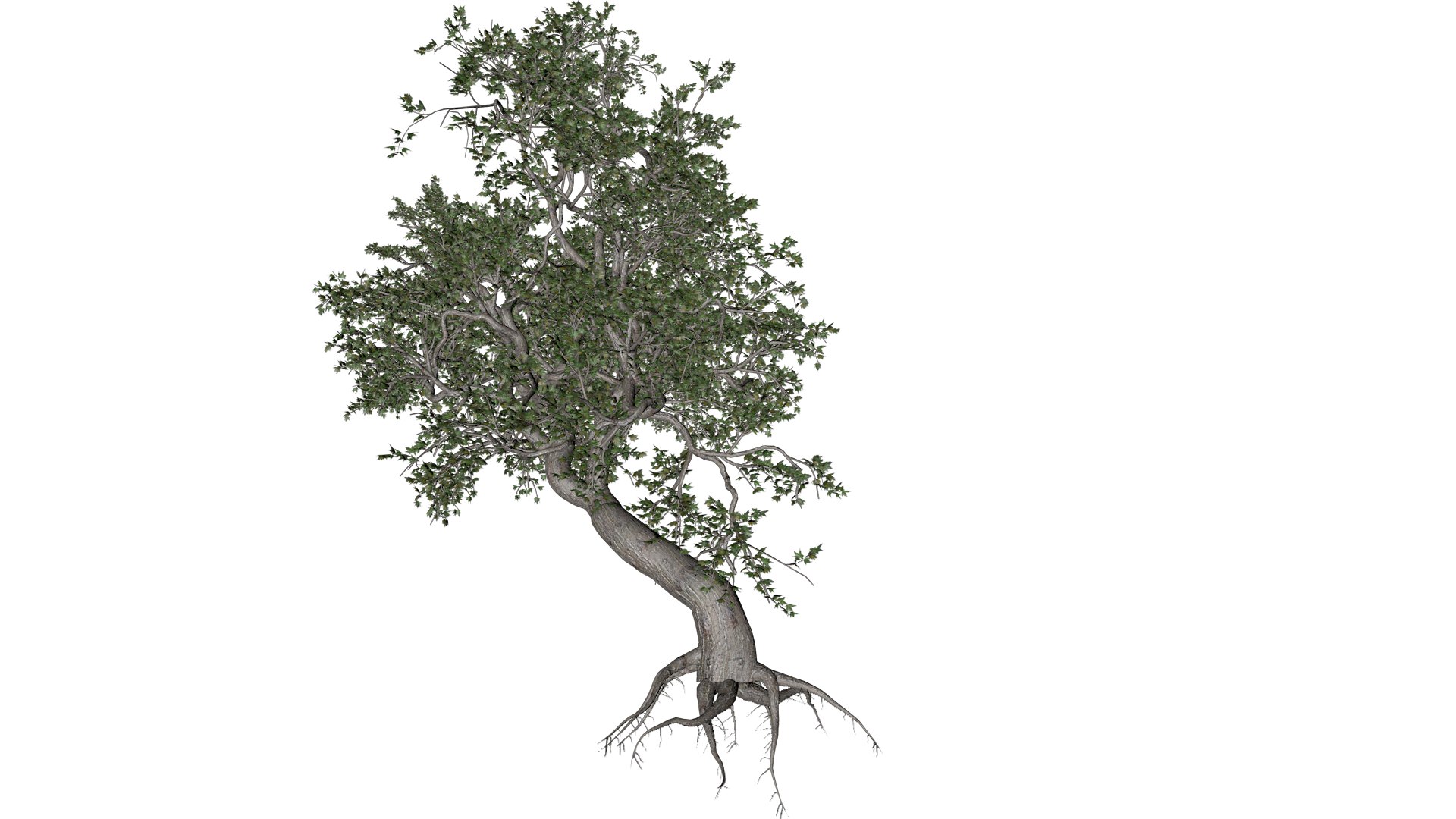 Japanese Maple Tree - 05 - 3D Model - TurboSquid 2376684