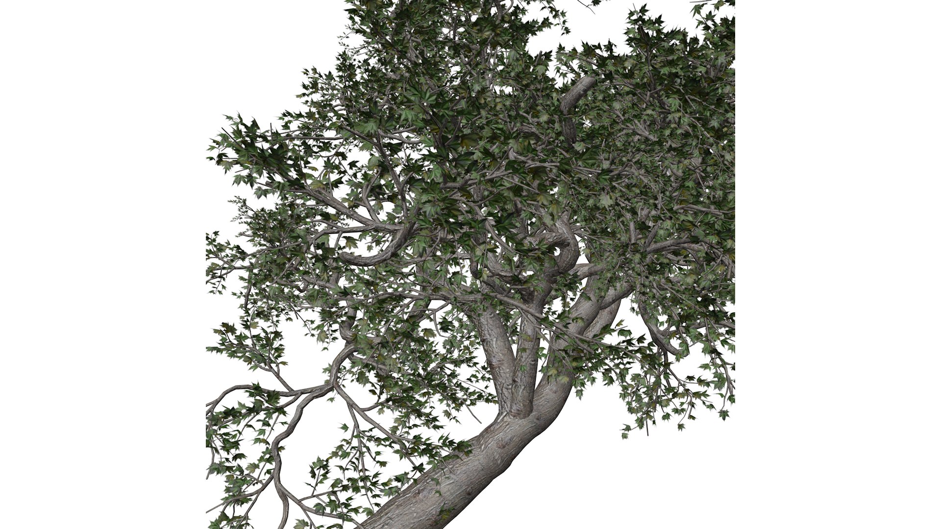 Japanese Maple Tree - 05 - 3D Model - TurboSquid 2376684