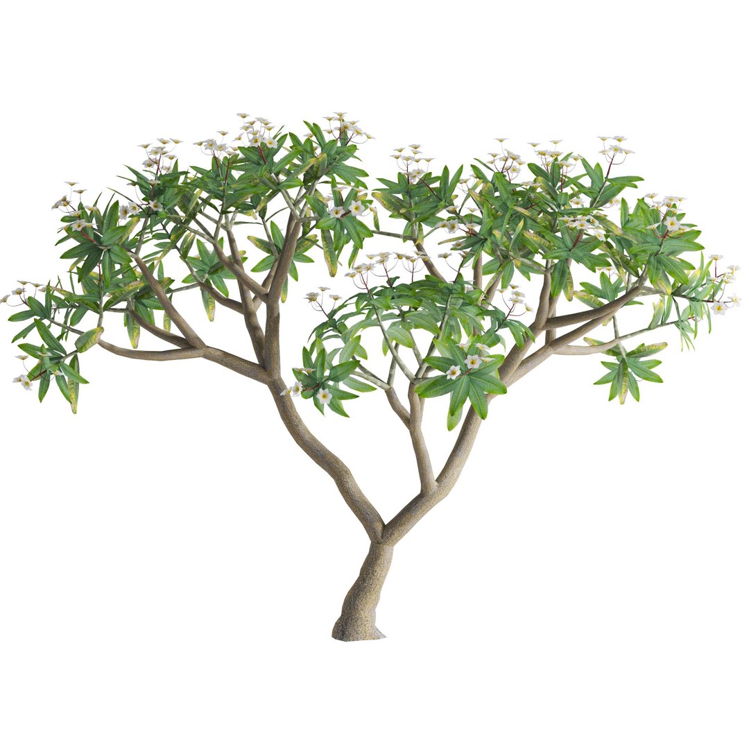 Plumeria Rubra -Frangipani Tree-01 3D Model - TurboSquid 1948675