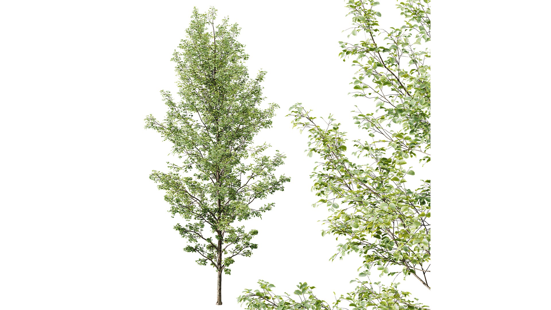 Alnus Glutinosa-3 Trees 3D Model - TurboSquid 2147168