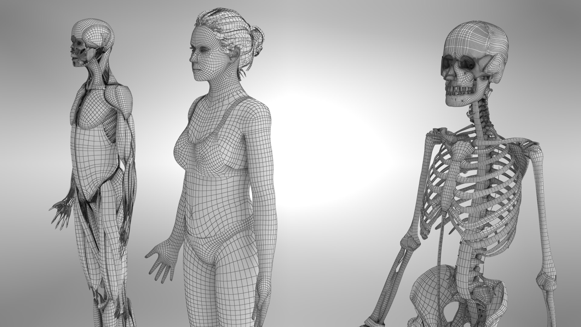 Complete Female Body Anatomy 3D Model - TurboSquid 2534003