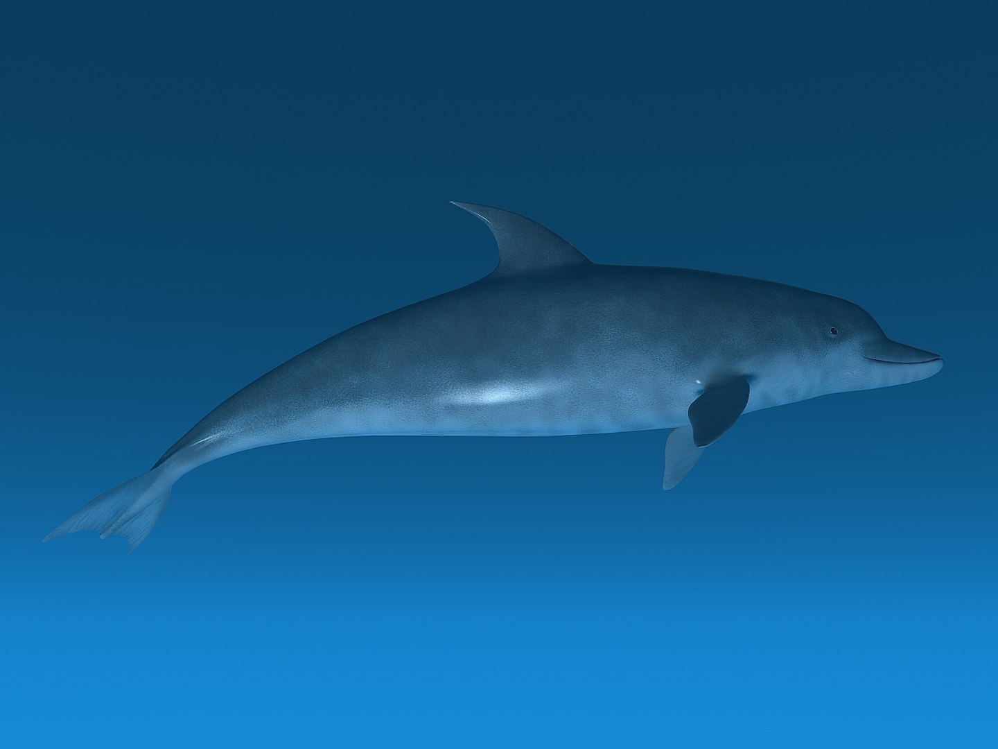 3d Dolphin Rig