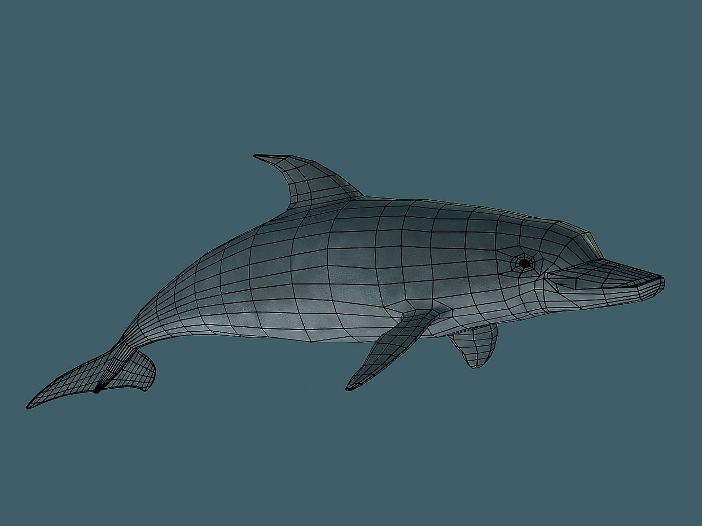 3d Dolphin Rig