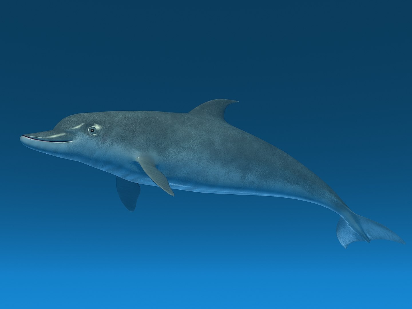 3d Dolphin Rig