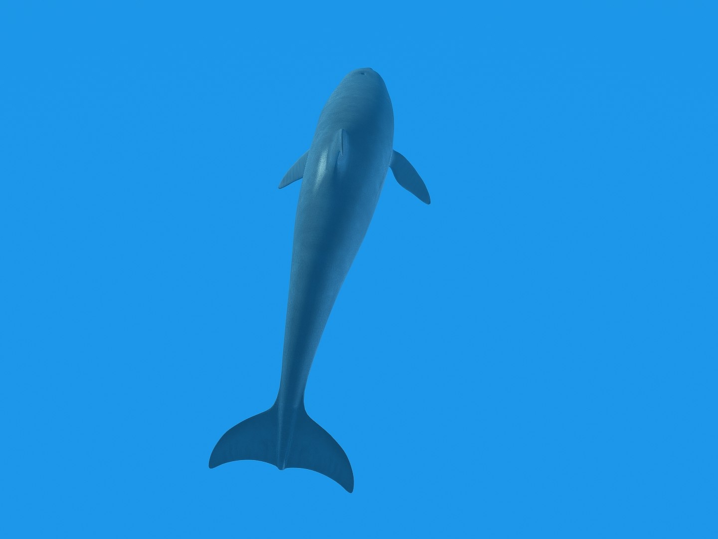 3d Dolphin Rig