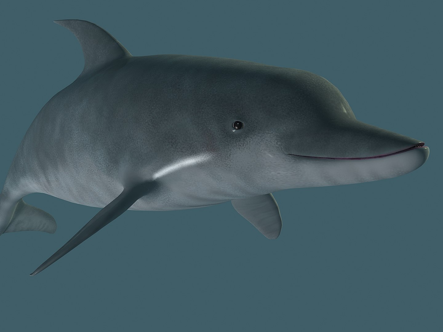 3d Dolphin Rig