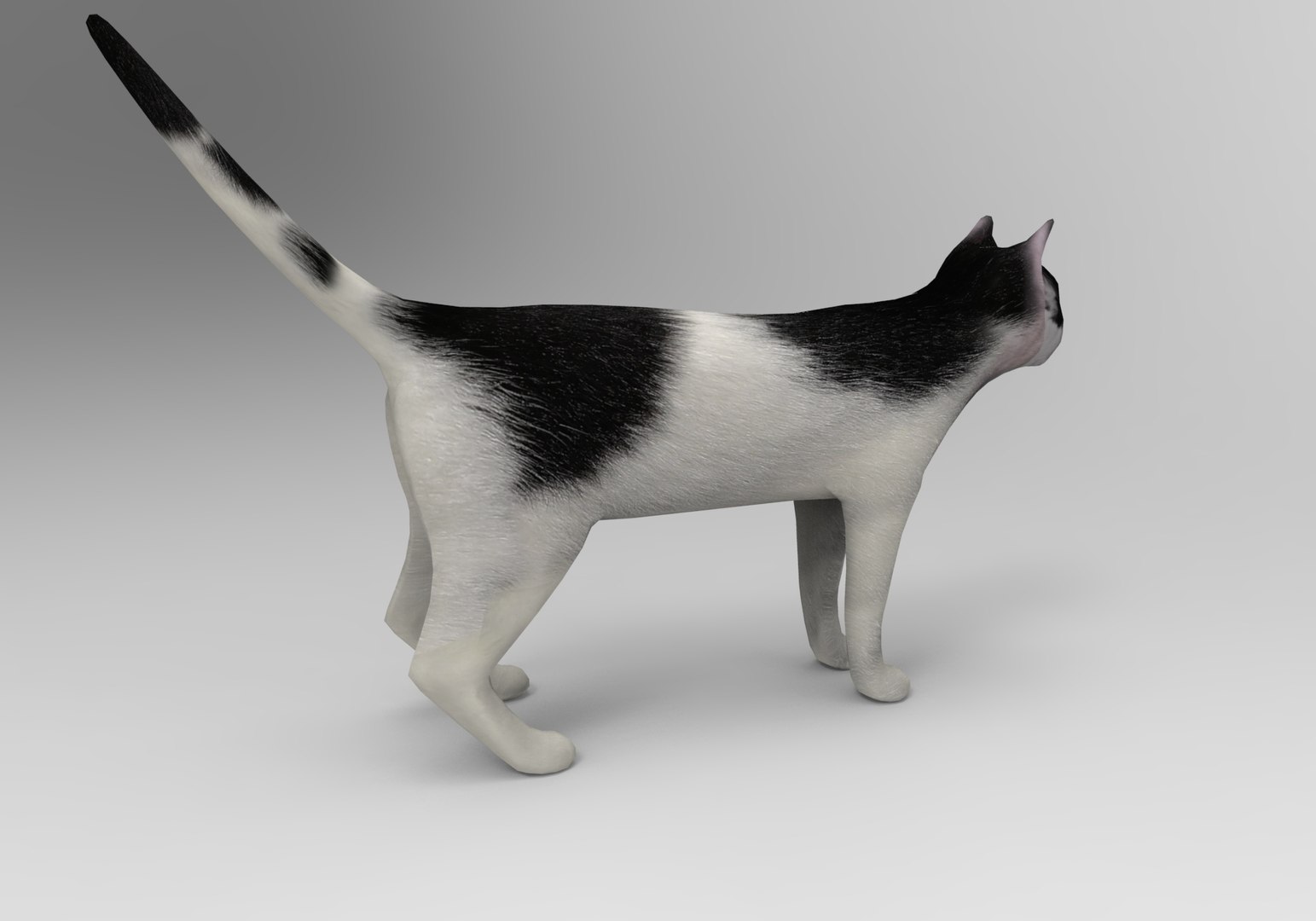 Obj Cat Animations