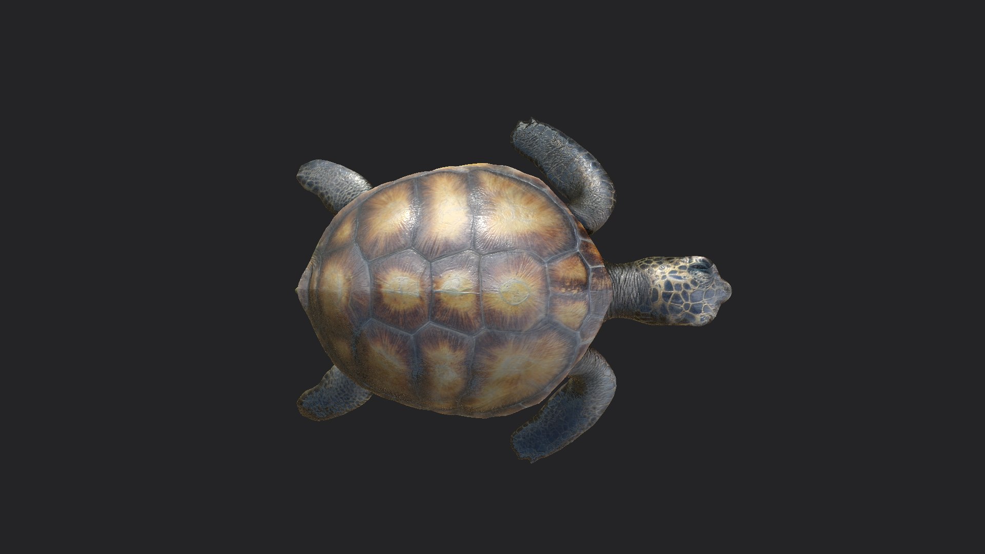 3D SMSeaTurtlea002 - TurboSquid 2355166