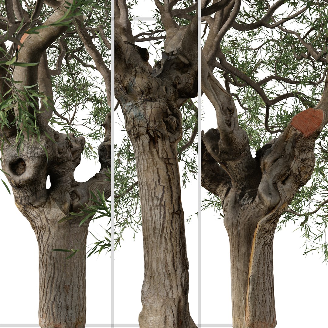 3D Set Of Olive Or Olea Europaea Tree Model - TurboSquid 1968947