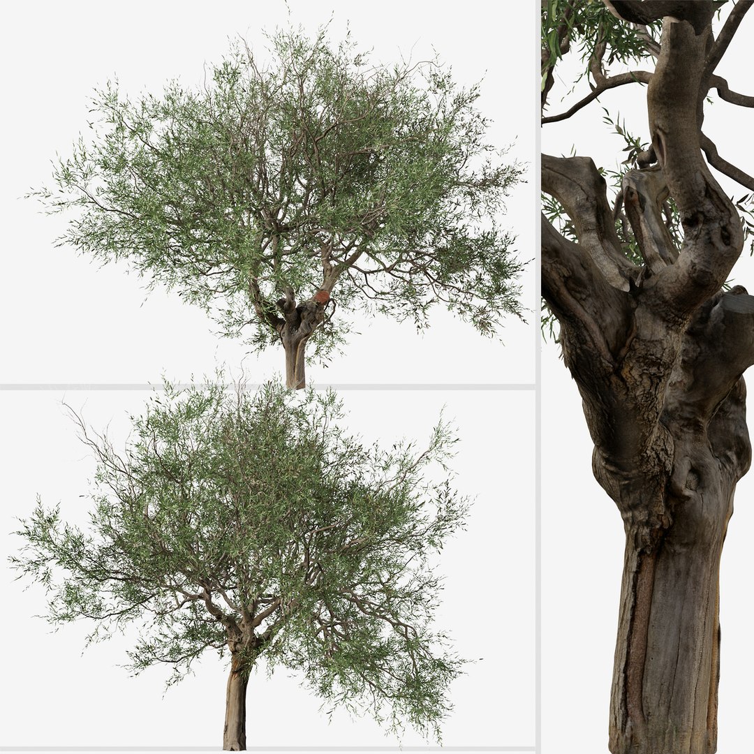 3D Set Of Olive Or Olea Europaea Tree Model - TurboSquid 1968947