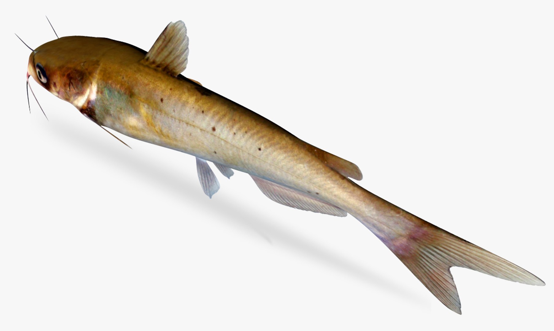Channel Catfish 3D Model - TurboSquid 1196102