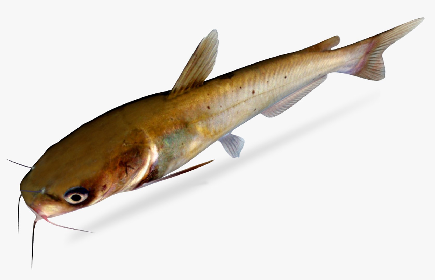 Channel Catfish 3D Model - TurboSquid 1196102